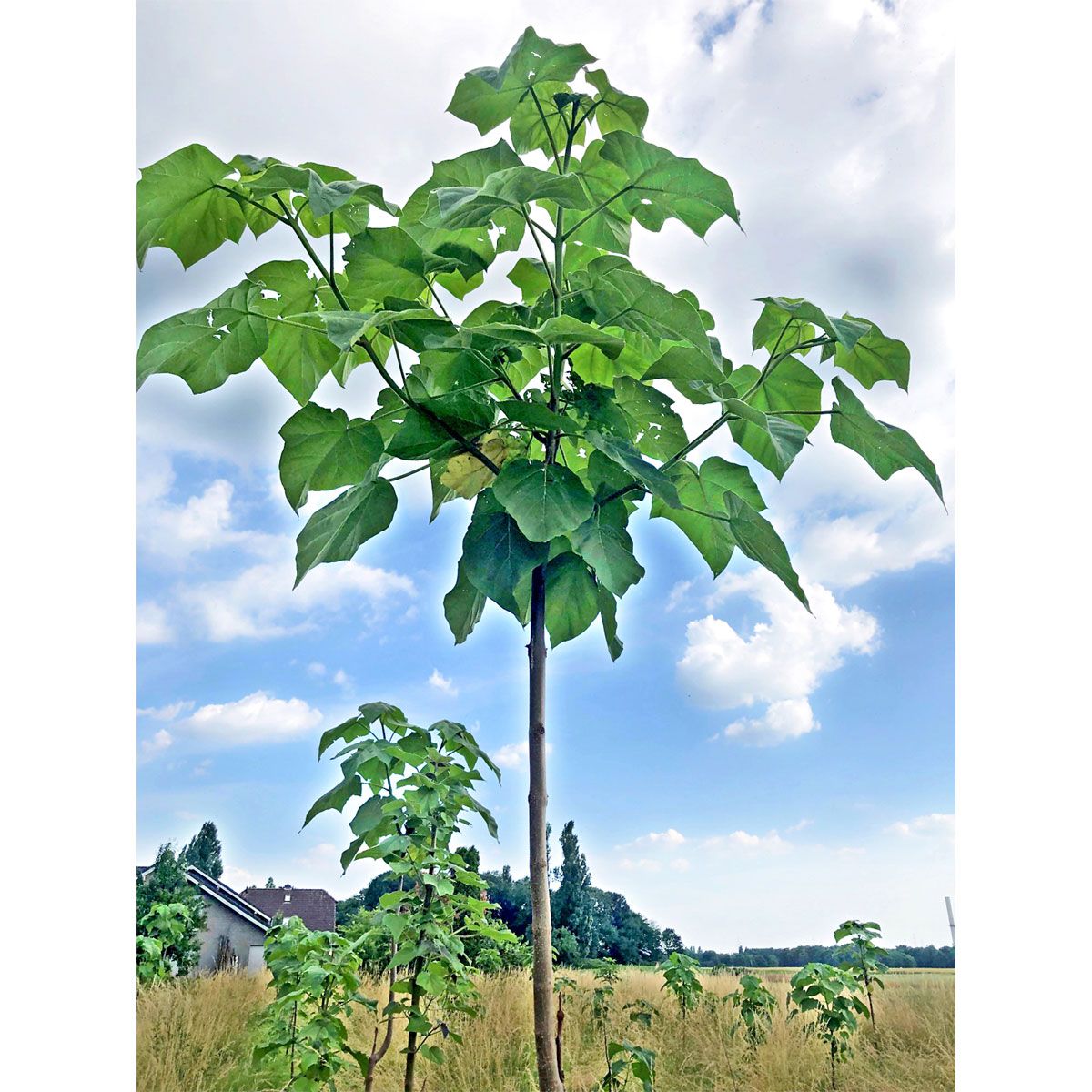 Plantiflor Bio-CO-Klimabaum Kiri-Baum Topf Durchmesser 21 cm online kaufen
